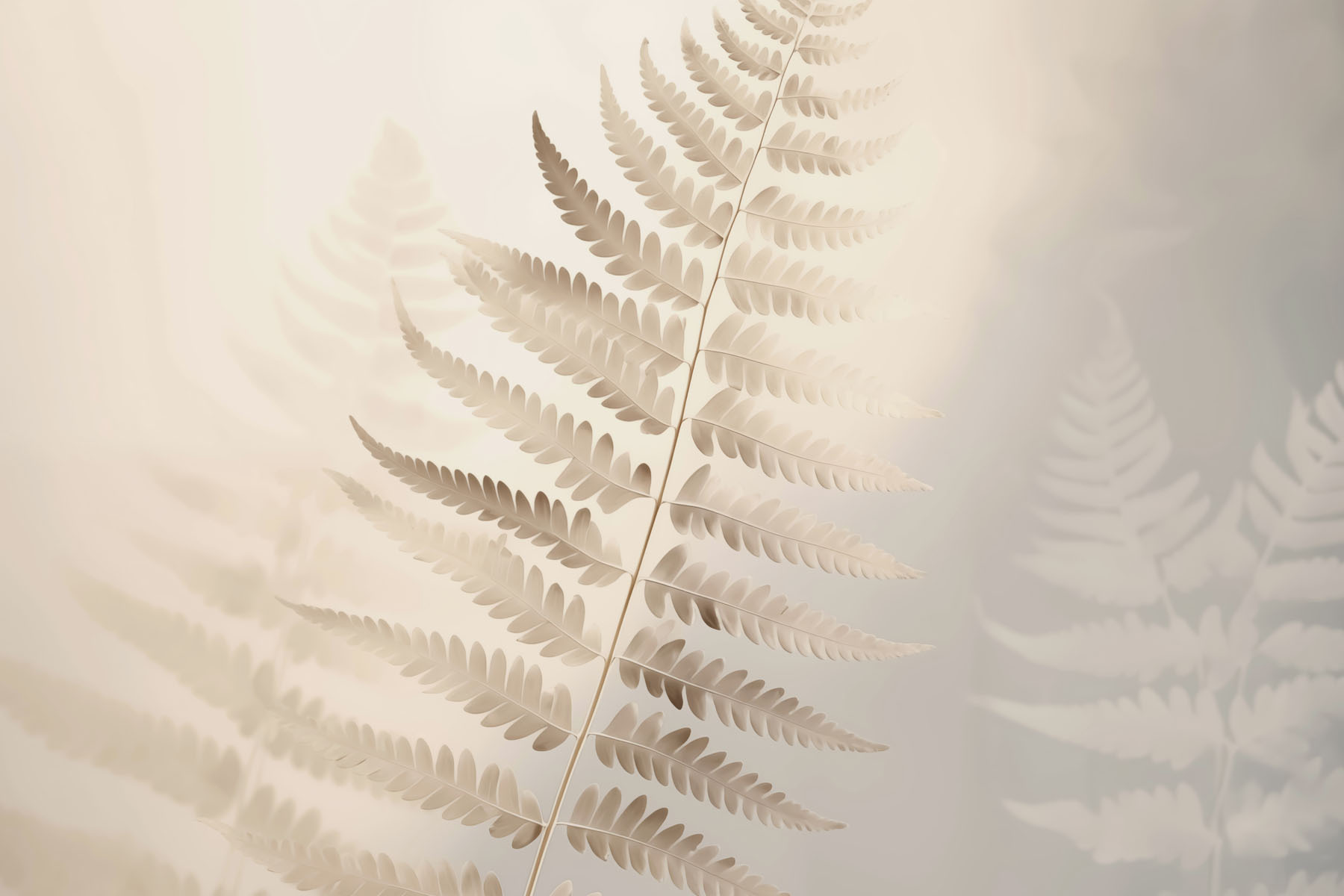 Wall murals Delicate fern leaves in soft light : w03473v1 - Tapeko.co.uk